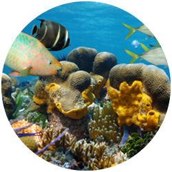 Under the Sea | Graceland